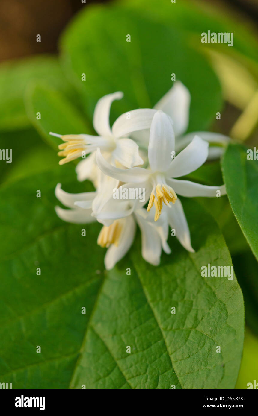Snowdrop bush (Styrax officinalis Stock Photo - Alamy
