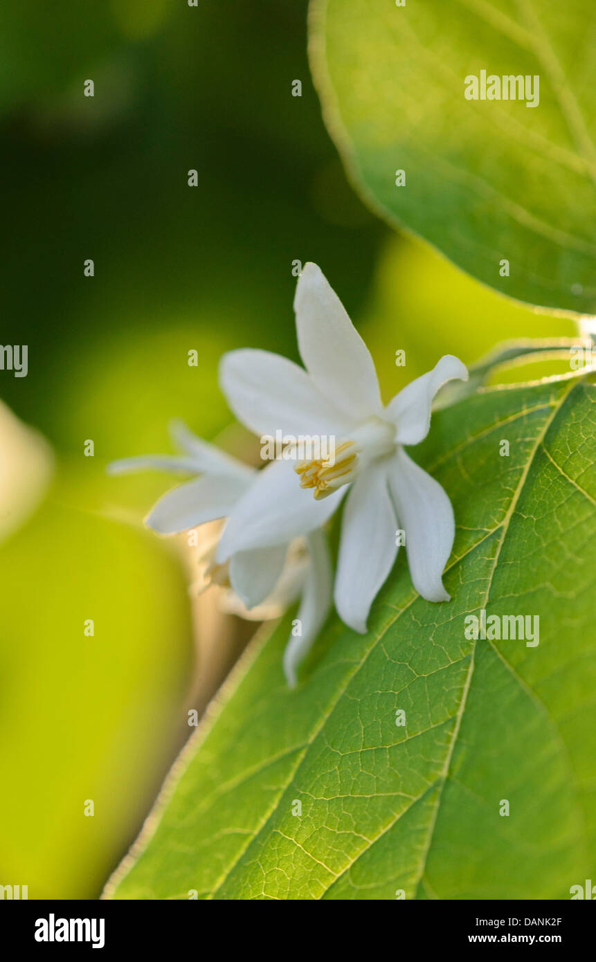 Snowdrop bush (Styrax officinalis Stock Photo - Alamy