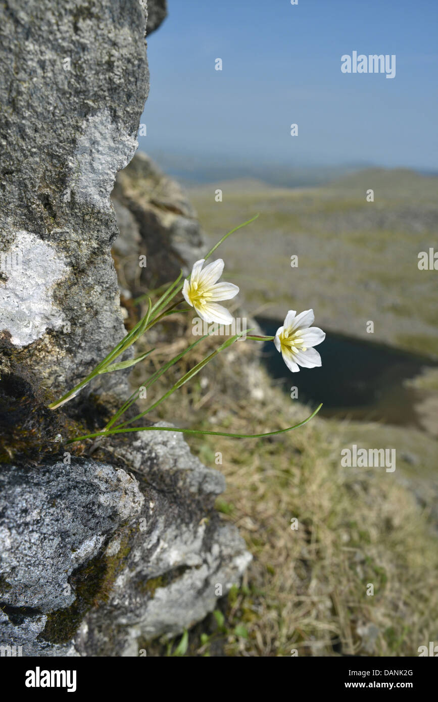 Snowdon Lily Wales High Resolution Stock Photography and Images - Alamy