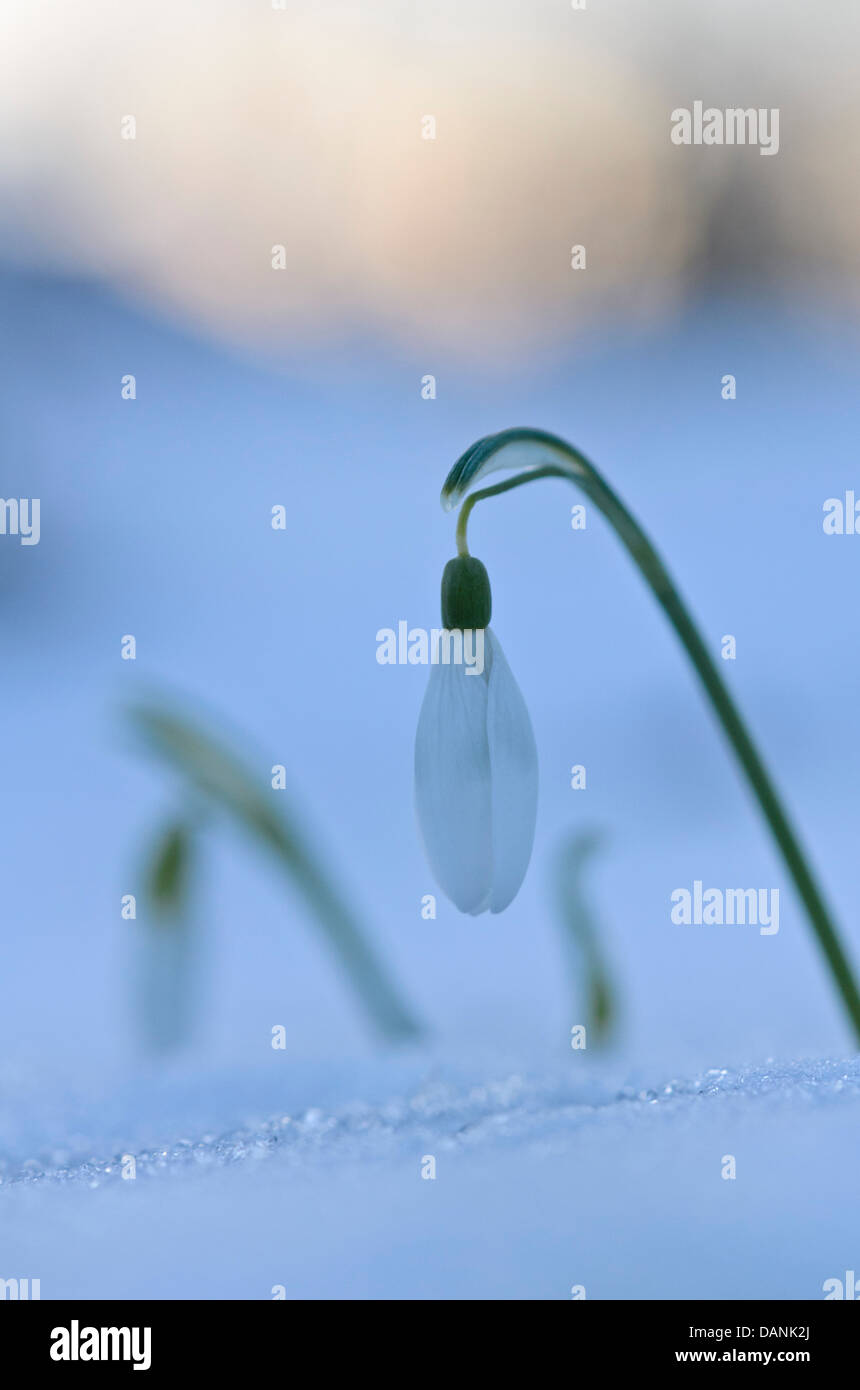 Snowdrop buds hi-res stock photography and images - Alamy