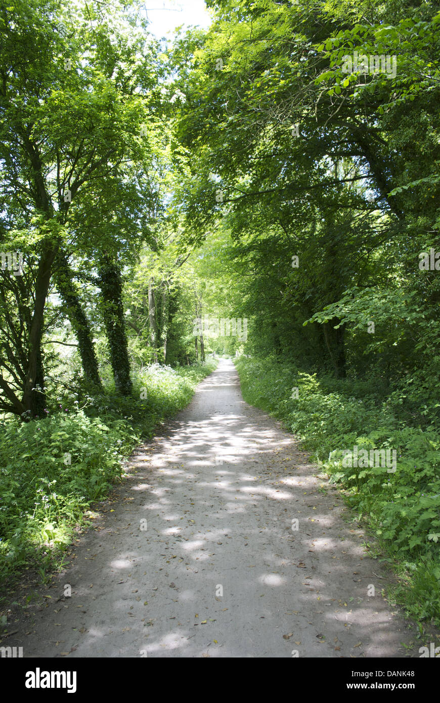 Sunny wooded area hi-res stock photography and images - Alamy