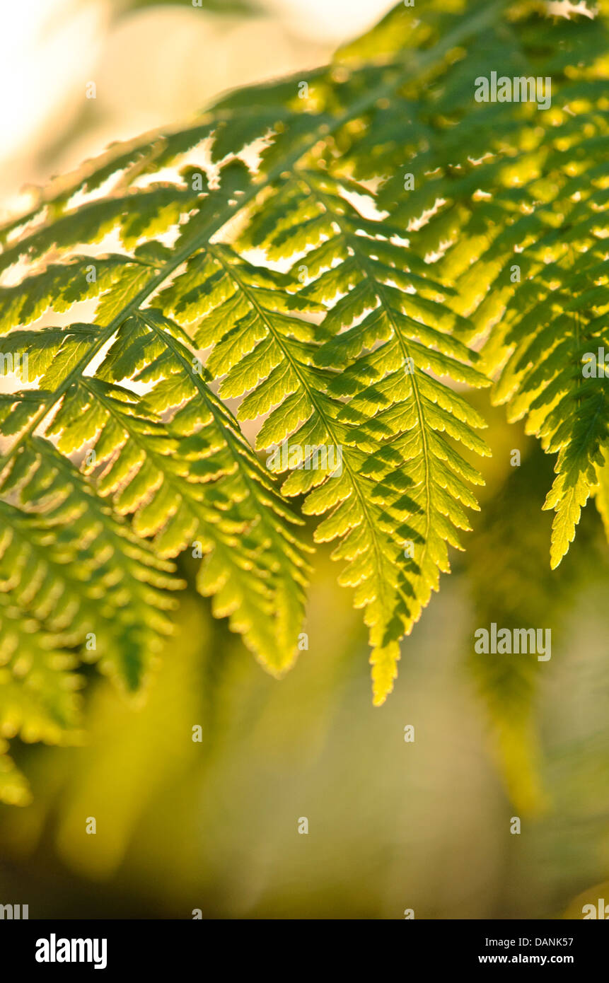 Hypolepis punctata hi-res stock photography and images - Alamy