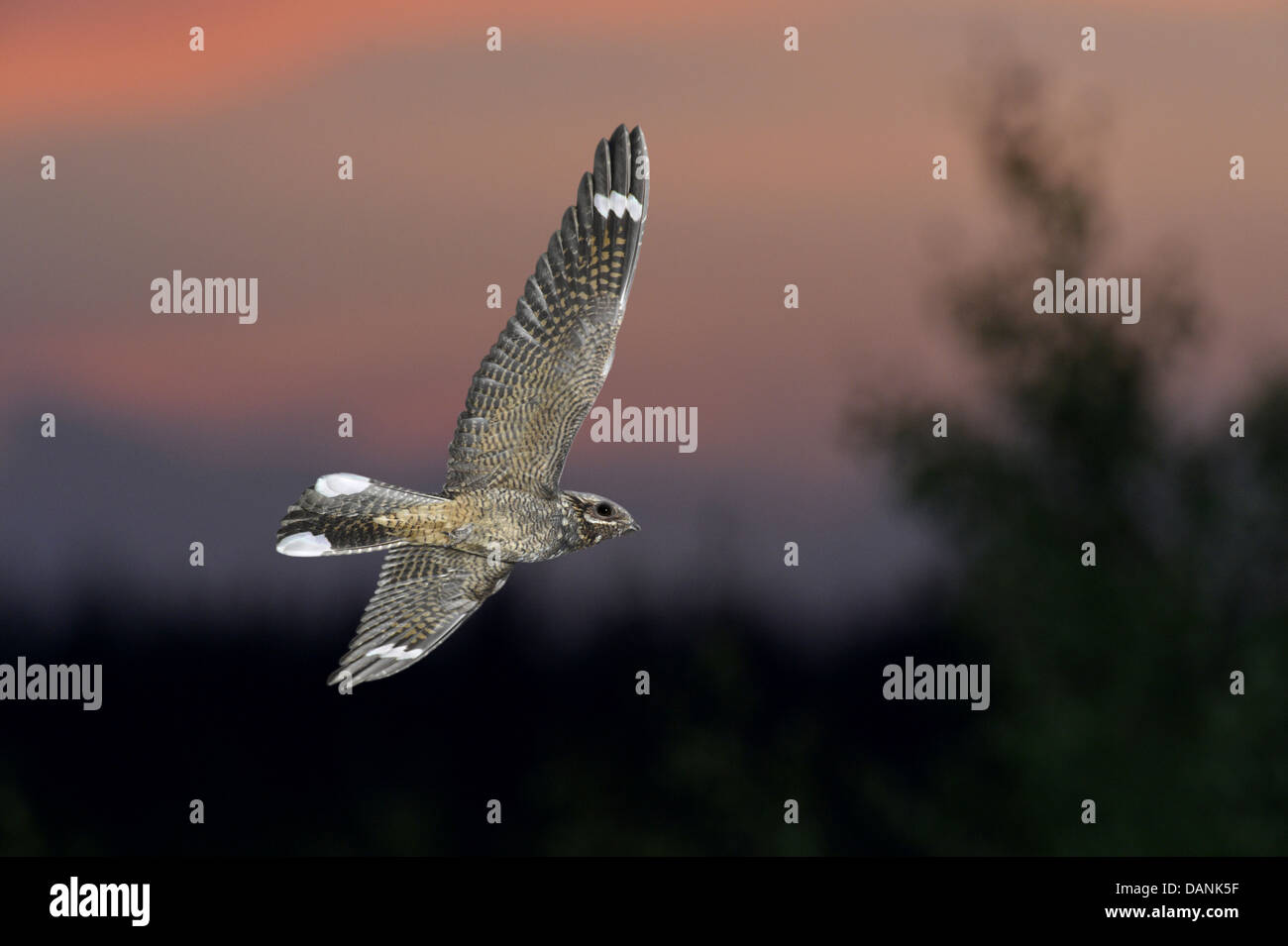 The Nightjar Caprimulgus europaeus - male in flight Stock Photo - Alamy