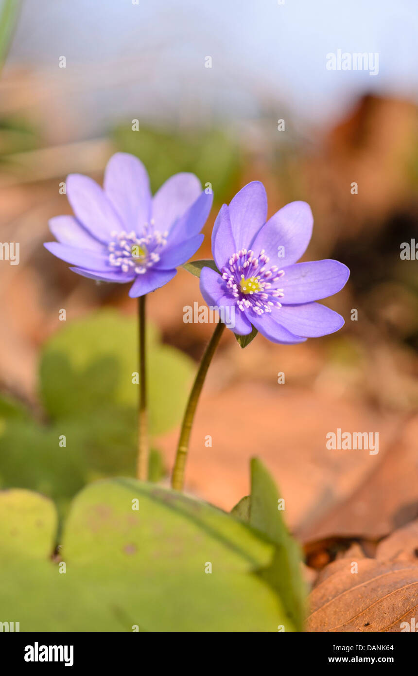 Liverwort (Hepatica transsylvanica Stock Photo - Alamy