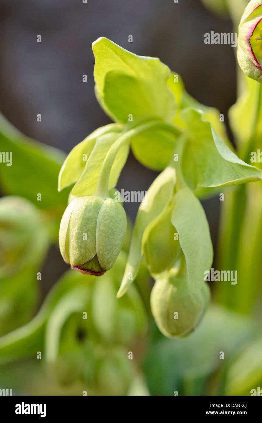 Stinking hellebore (Helleborus foetidus Stock Photo - Alamy
