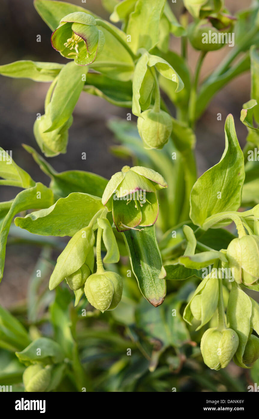 Stinking hellebore (Helleborus foetidus Stock Photo - Alamy