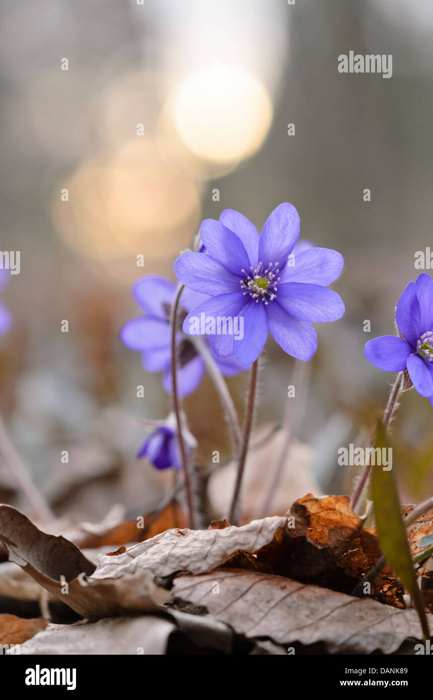Blue flowers hepatica nobilis hi-res stock photography and images - Alamy