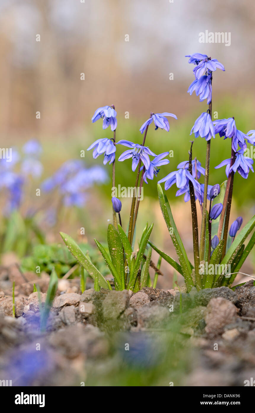 Siberian squill (Scilla siberica Stock Photo - Alamy