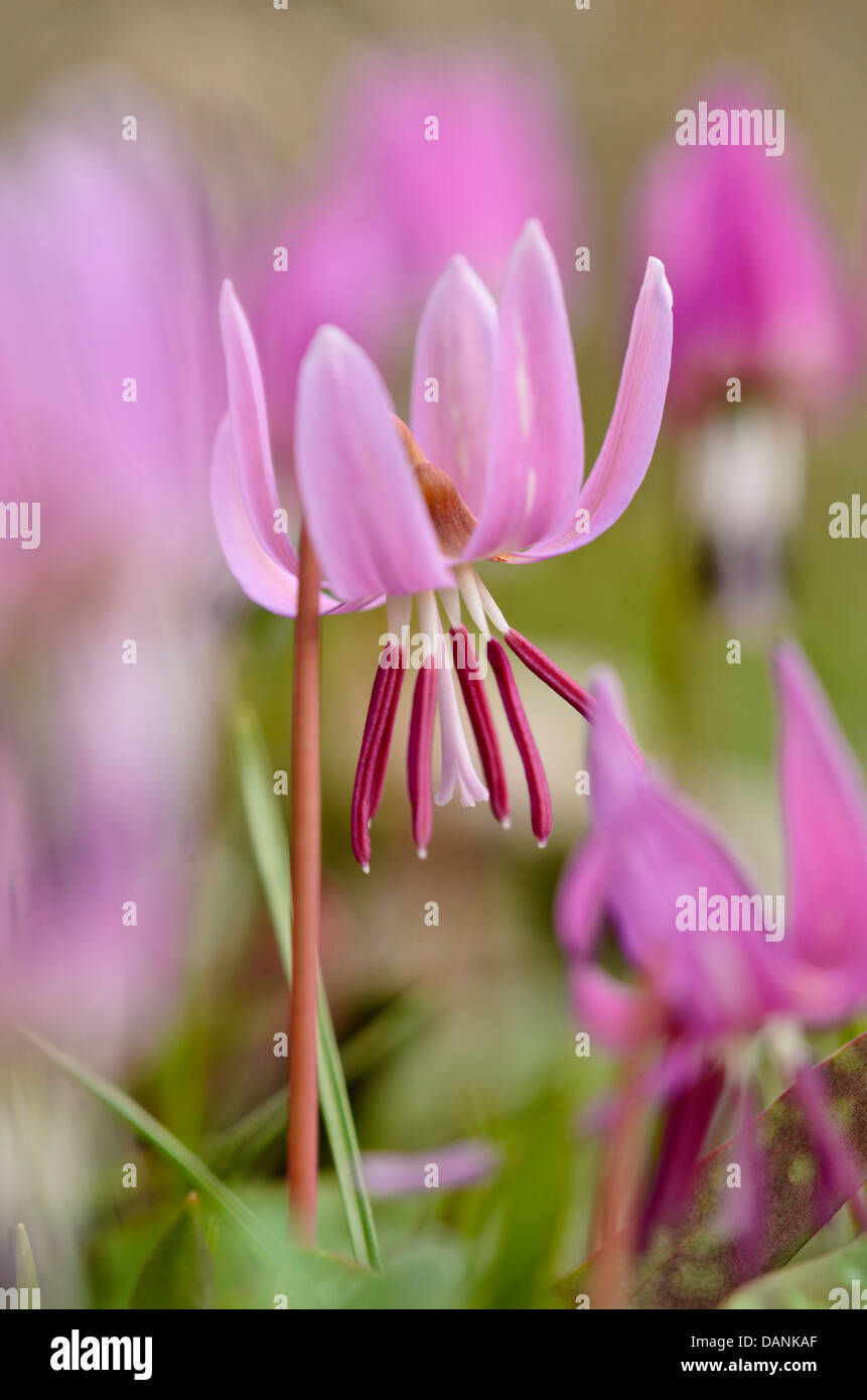 Dog's tooth violet (Erythronium dens-canis Stock Photo - Alamy