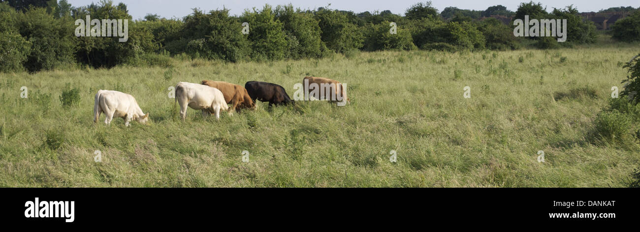 Five cows hi-res stock photography and images - Alamy