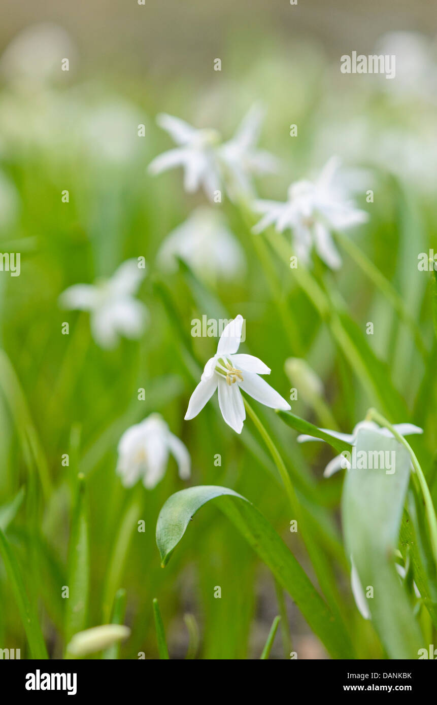 Siberian squill (Scilla siberica 'Alba' Stock Photo - Alamy