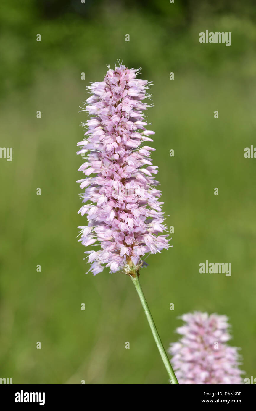 Persicaria hi-res stock photography and images - Alamy