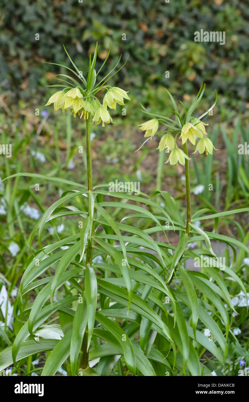 Fritillary (Fritillaria raddeana Stock Photo - Alamy