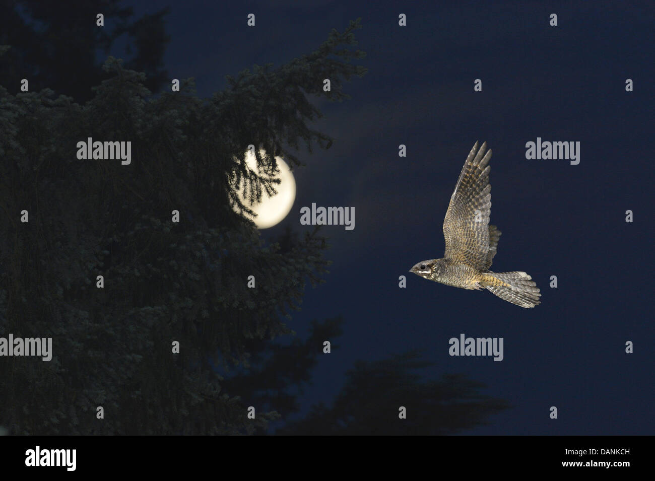 The Nightjar Caprimulgus europaeus - female in flight Stock Photo - Alamy