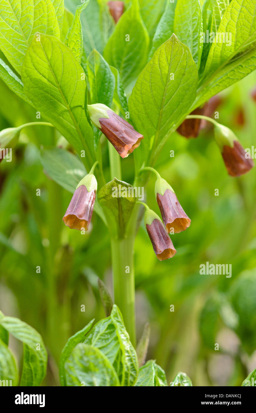 Scopolia hi-res stock photography and images - Alamy