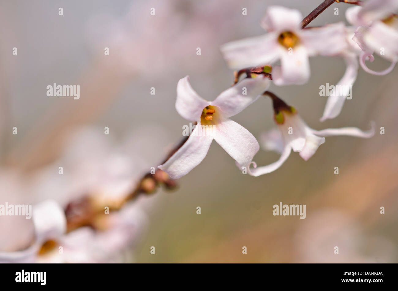 White flowering shrubs hi-res stock photography and images - Alamy