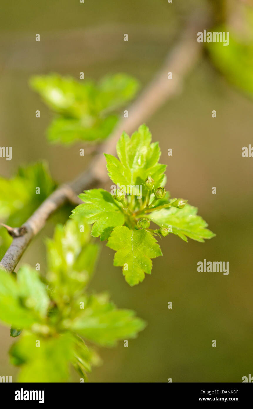 Crataegus laevigata hi-res stock photography and images - Alamy
