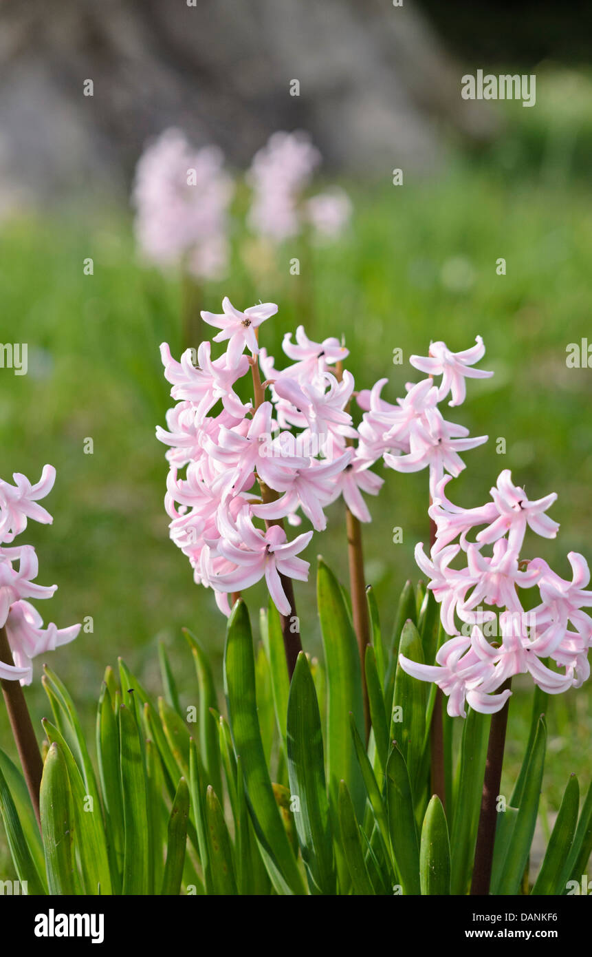 Flowering hyacinth plant hi-res stock photography and images - Alamy