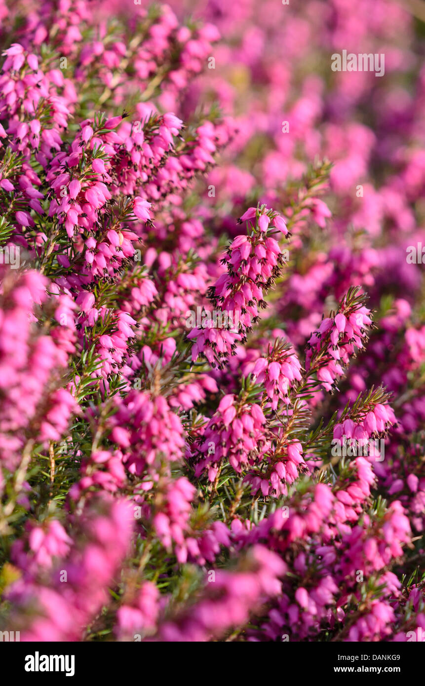 Winter heather erica myretoun ruby hi-res stock photography and images ...