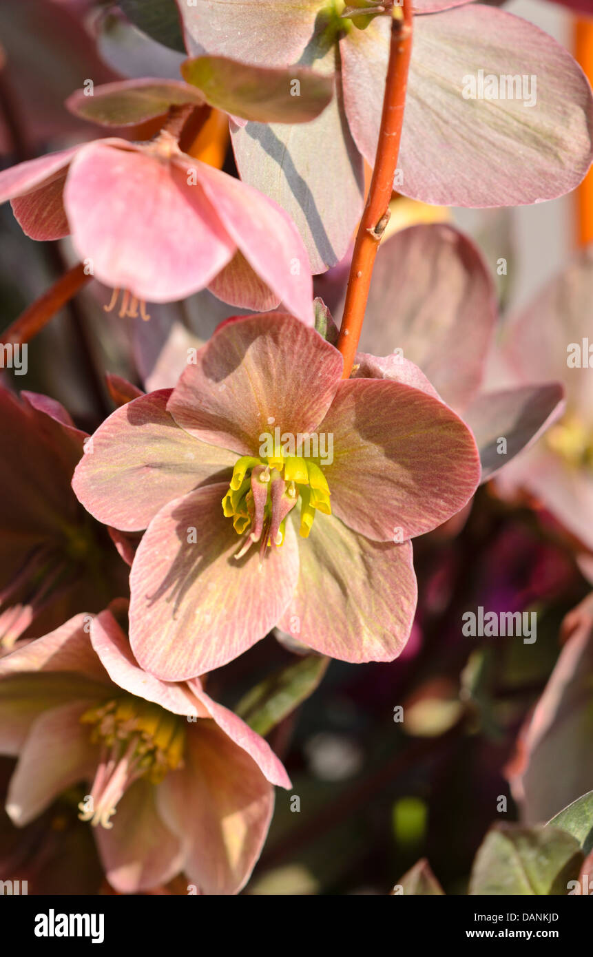 Hellebores flora hi-res stock photography and images - Alamy