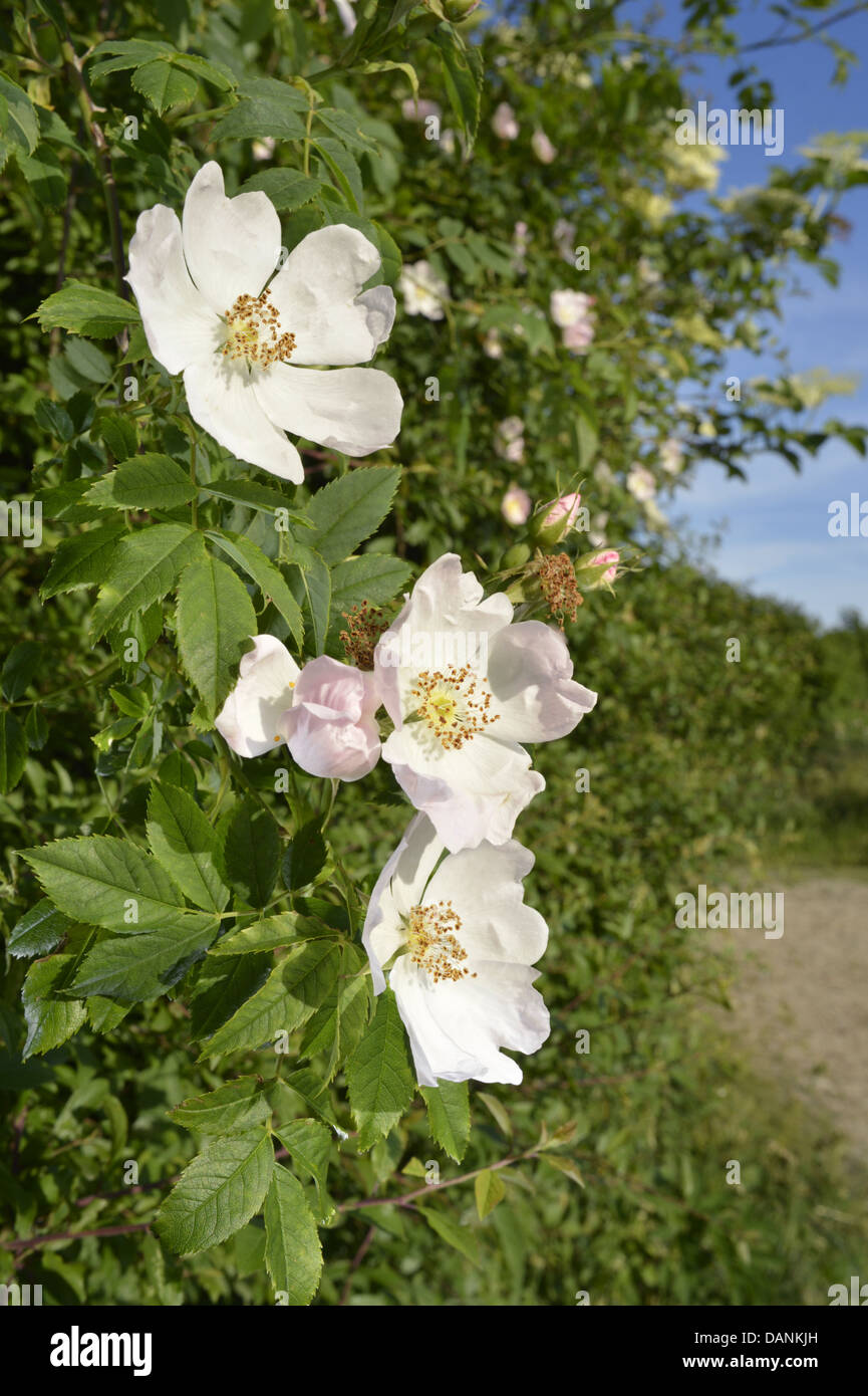 DOG-ROSE Rosa canina (Rosaceae Stock Photo - Alamy