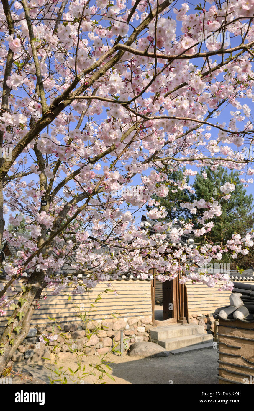 Korean cherry tree hi-res stock photography and images - Alamy