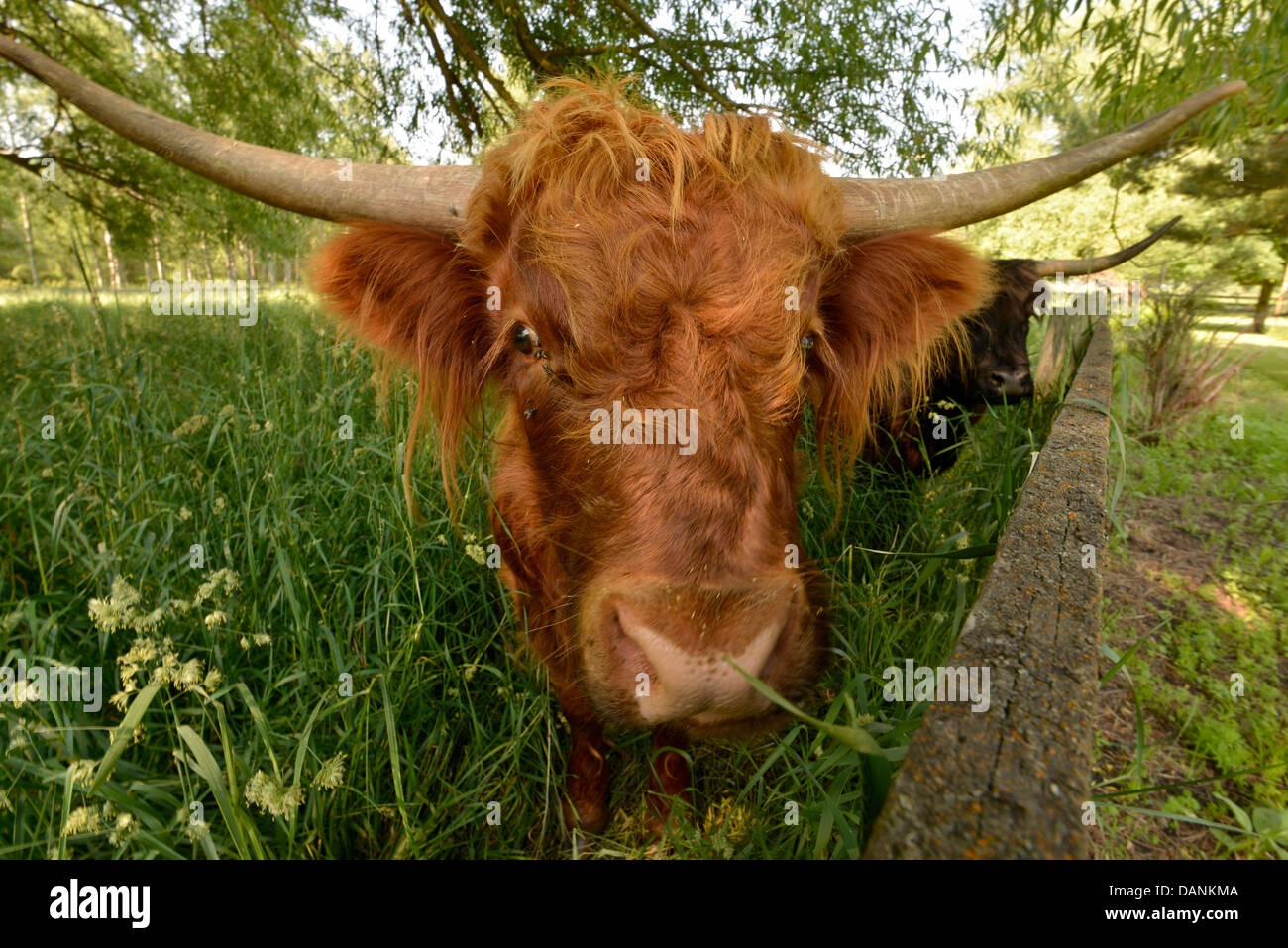 Cows on a farm in Oregon's Wallowa Valley Stock Photo - Alamy