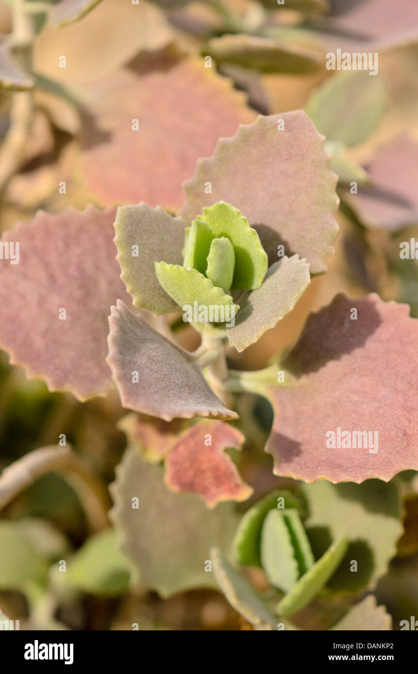 Kalanchoe hi-res stock photography and images - Alamy