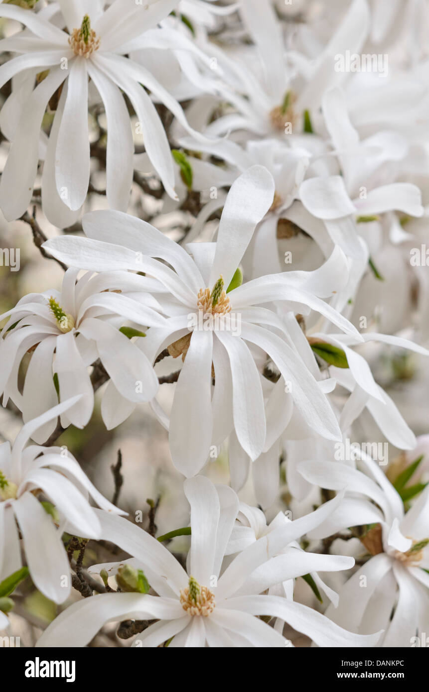 Star magnolia (Magnolia stellata Stock Photo - Alamy