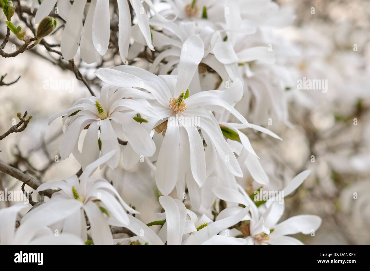 Star magnolia hi-res stock photography and images - Alamy