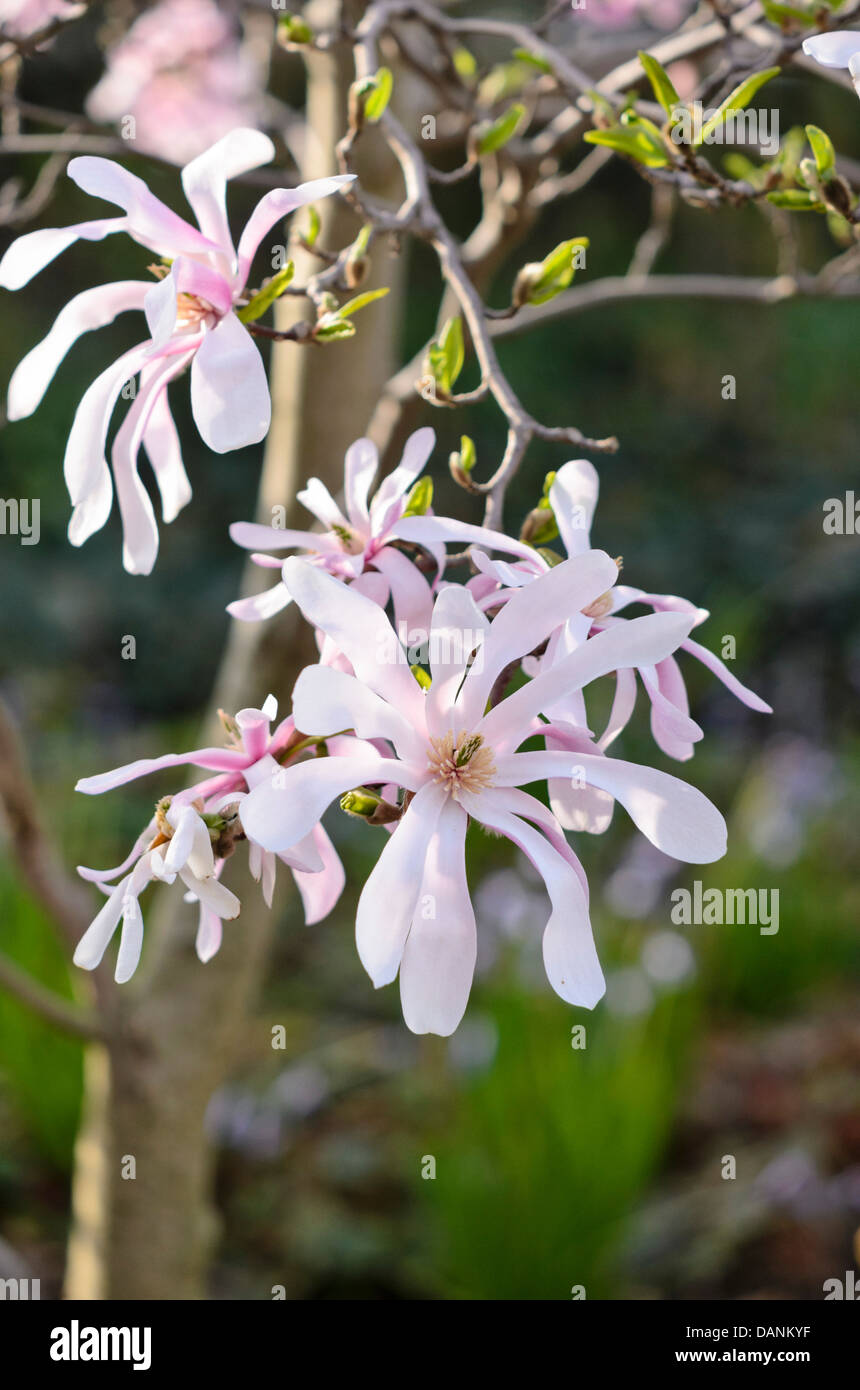 Magnolia (Magnolia x loebneri 'Leonard Messel' Stock Photo - Alamy