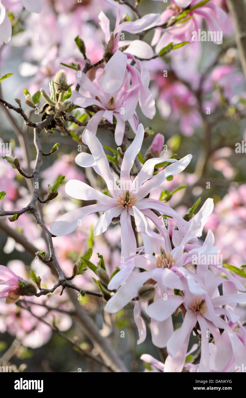 Magnolia (Magnolia x loebneri 'Leonard Messel' Stock Photo - Alamy
