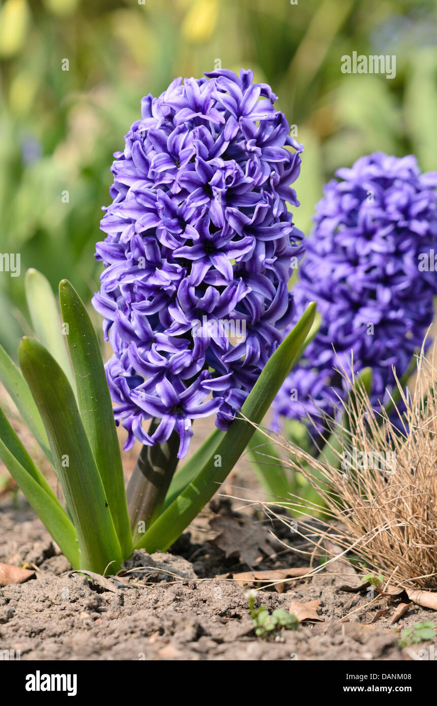 Hyacinthus hi-res stock photography and images - Alamy