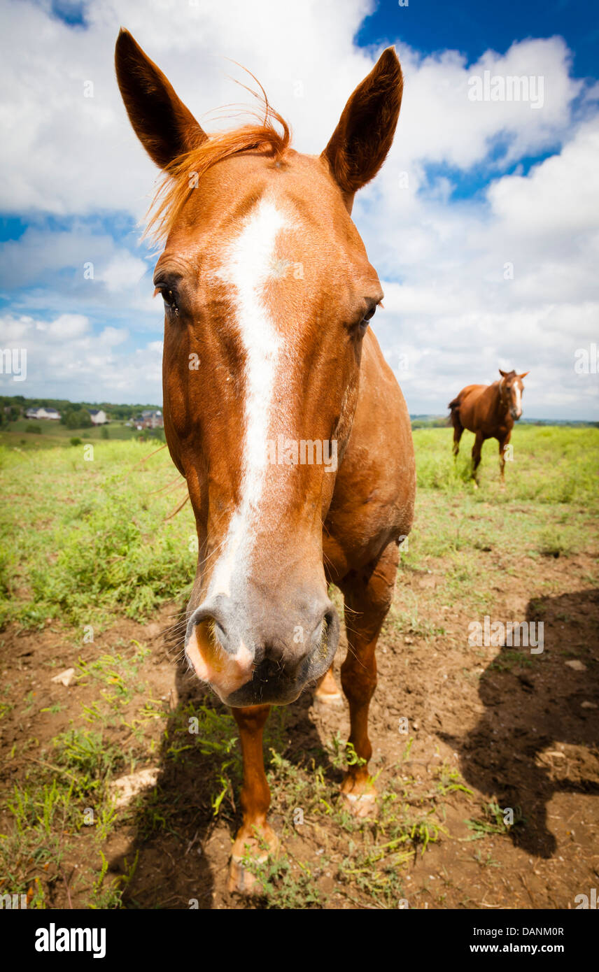 Farm animals horse hi-res stock photography and images - Alamy
