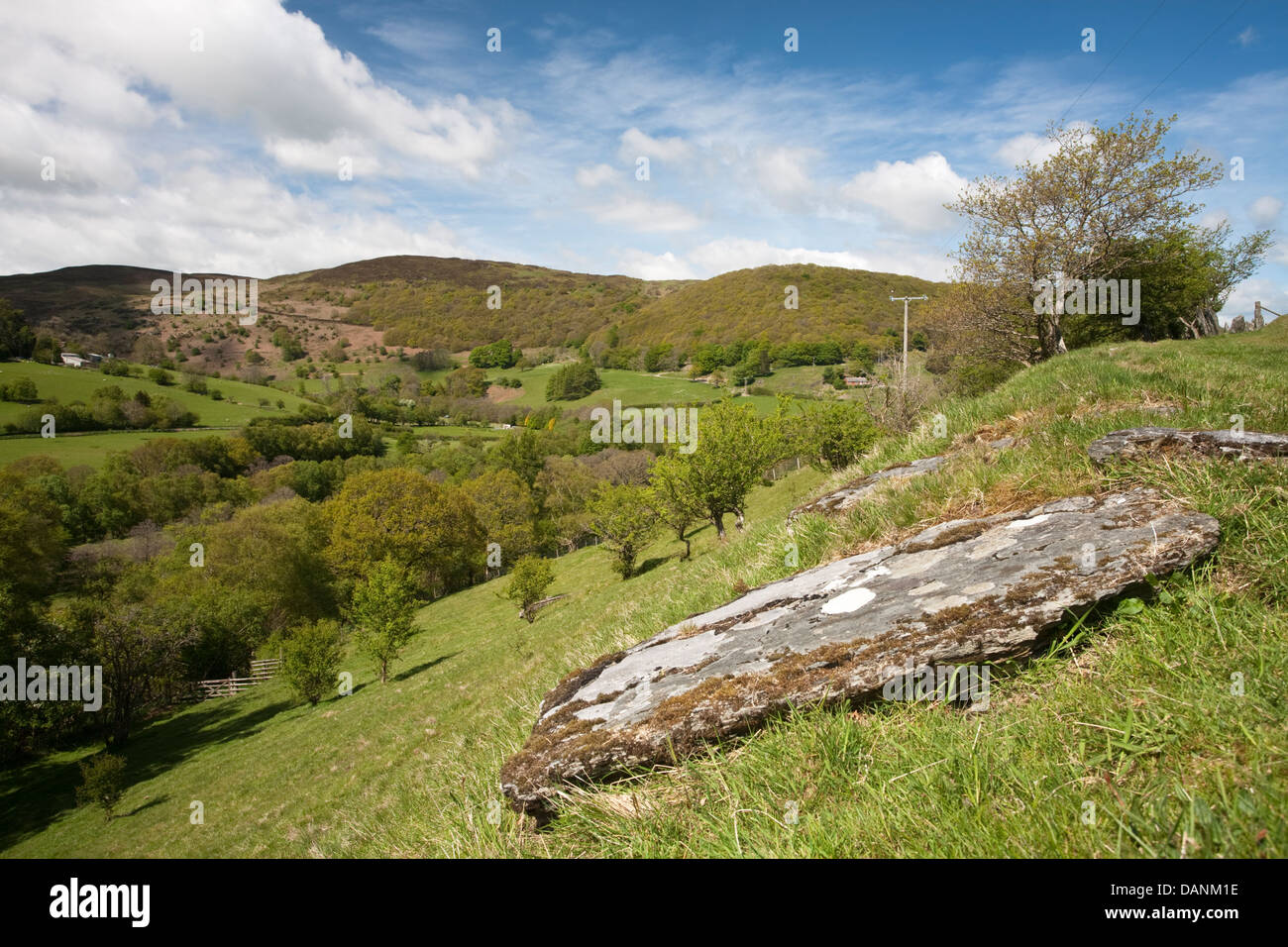 Hanging Sessile Oak Woodland at Gilfach Farm Nature Reserve, Rhayader ...