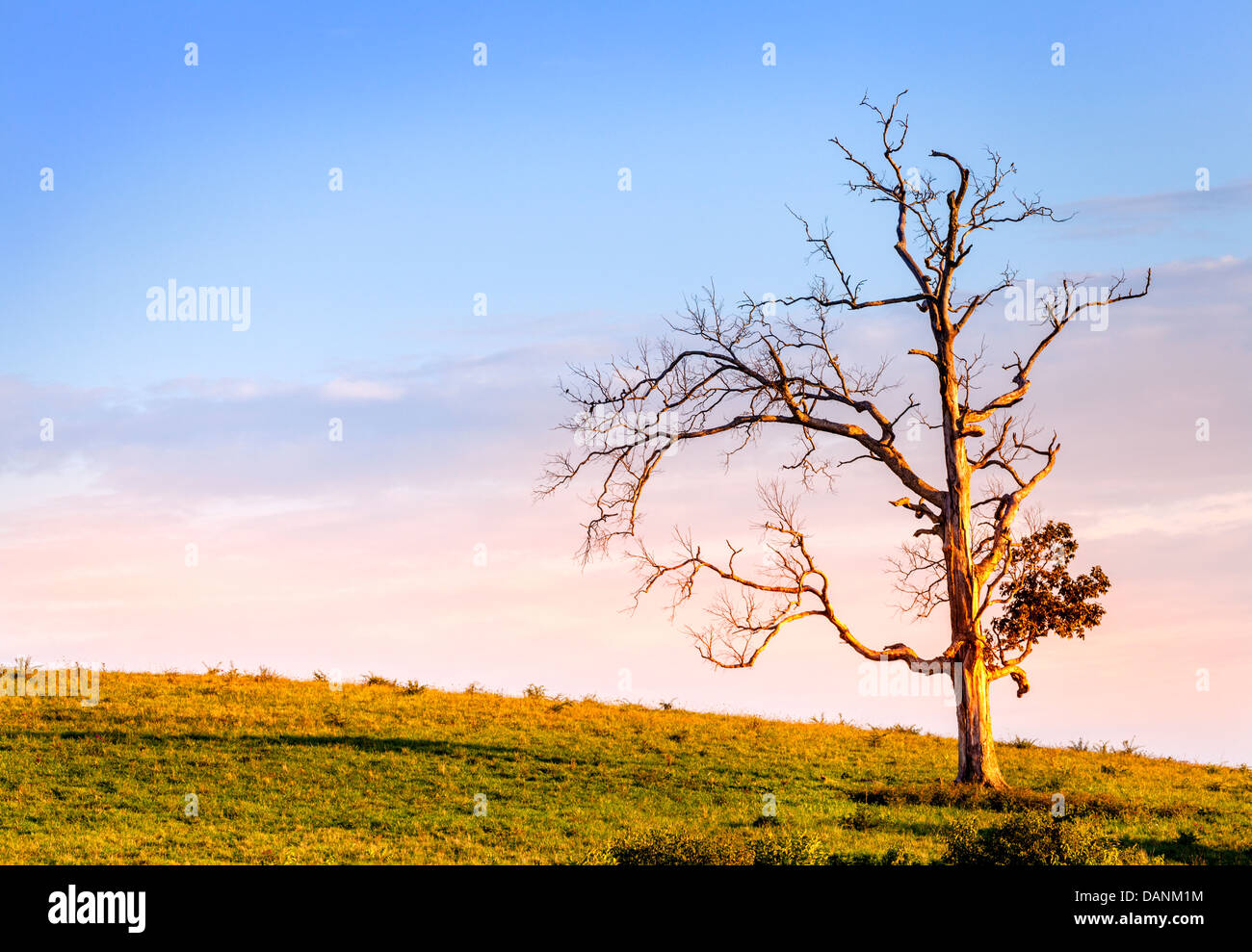 Old bare tree on a hill Stock Photo - Alamy