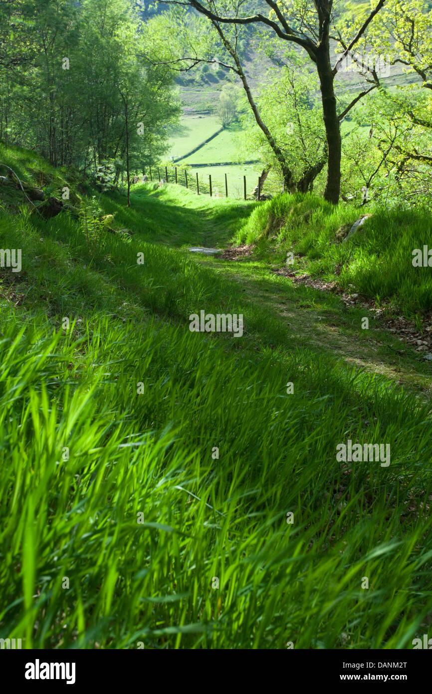 Hanging Sessile Oak Woodland at Gilfach Farm Nature Reserve, Rhayader ...