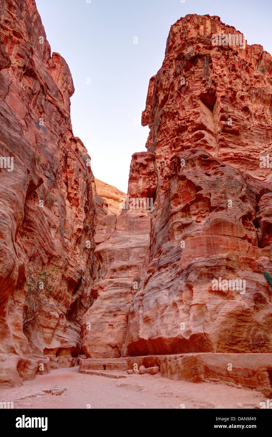 Petra siq tree hi-res stock photography and images - Alamy