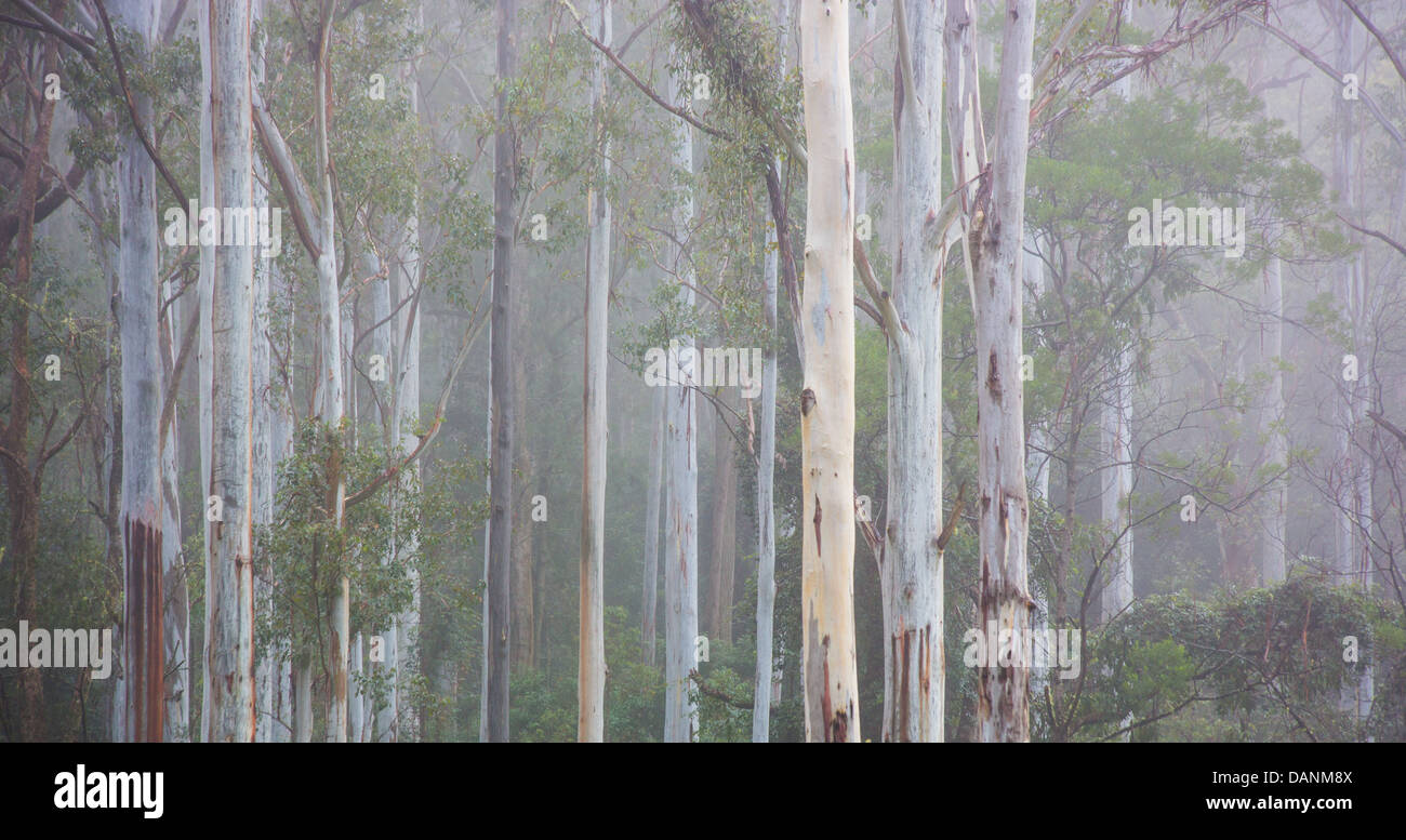 Moist eucalypt forest hi-res stock photography and images - Alamy