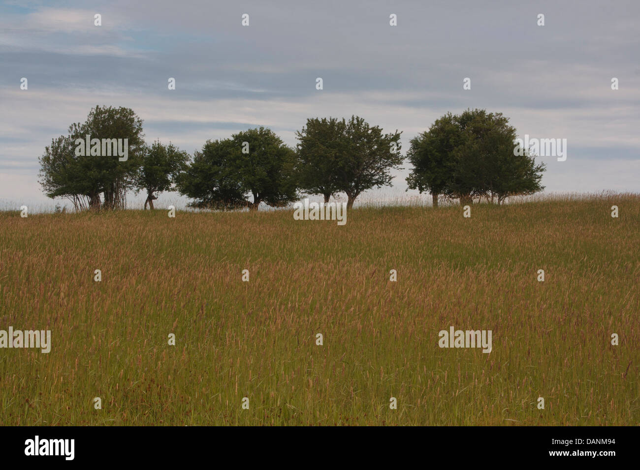 Several grass hi-res stock photography and images - Alamy