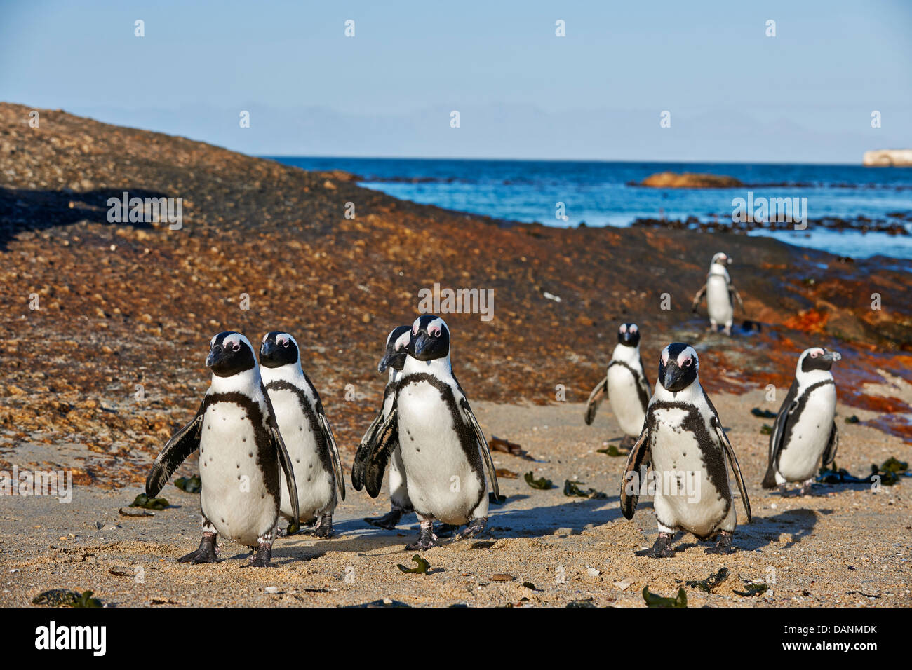 African Penguin, Spheniscus demersus, Boulders Beach, Simon's Town ...