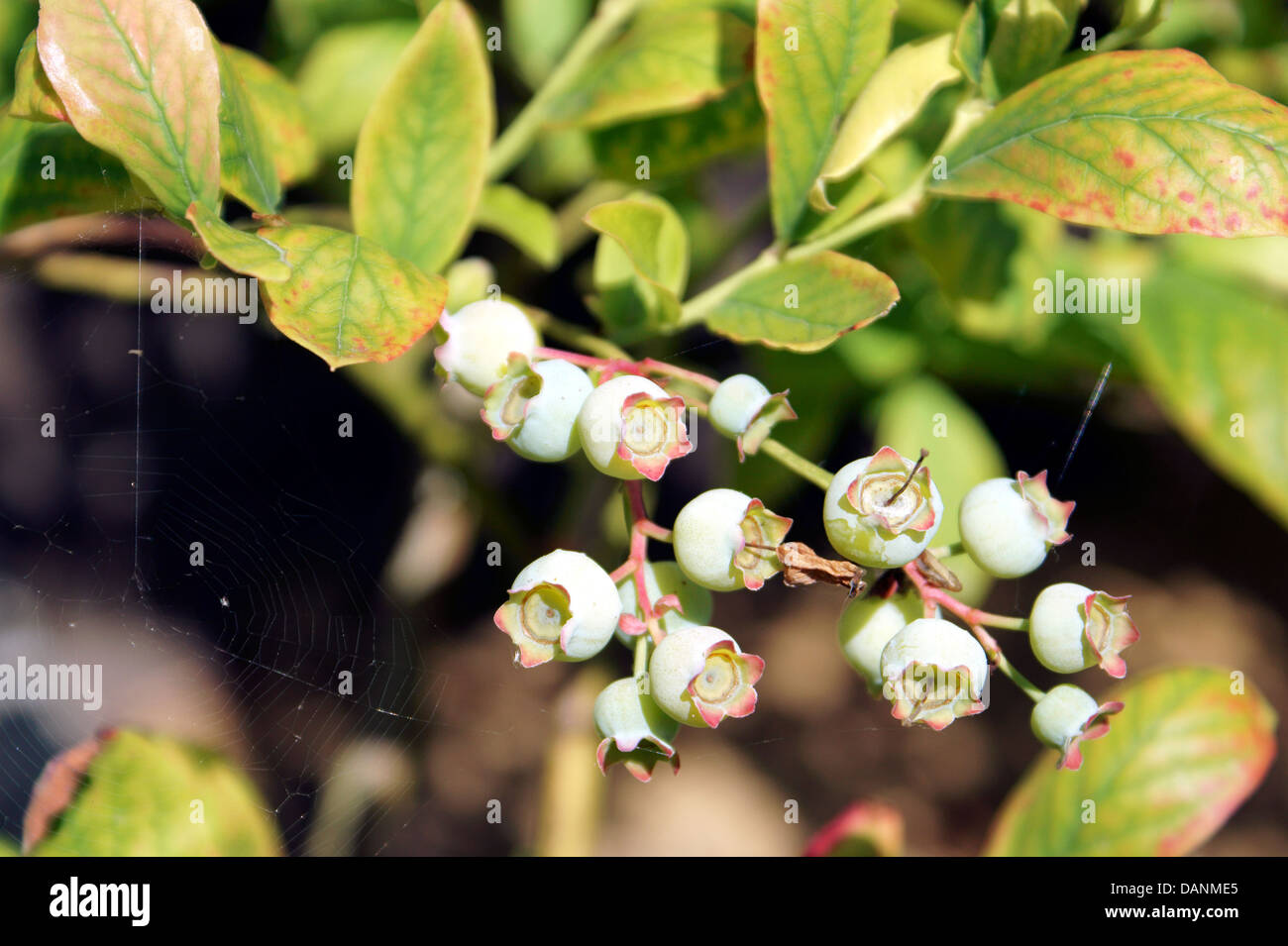 Lowbush blueberry leaves hi-res stock photography and images - Alamy