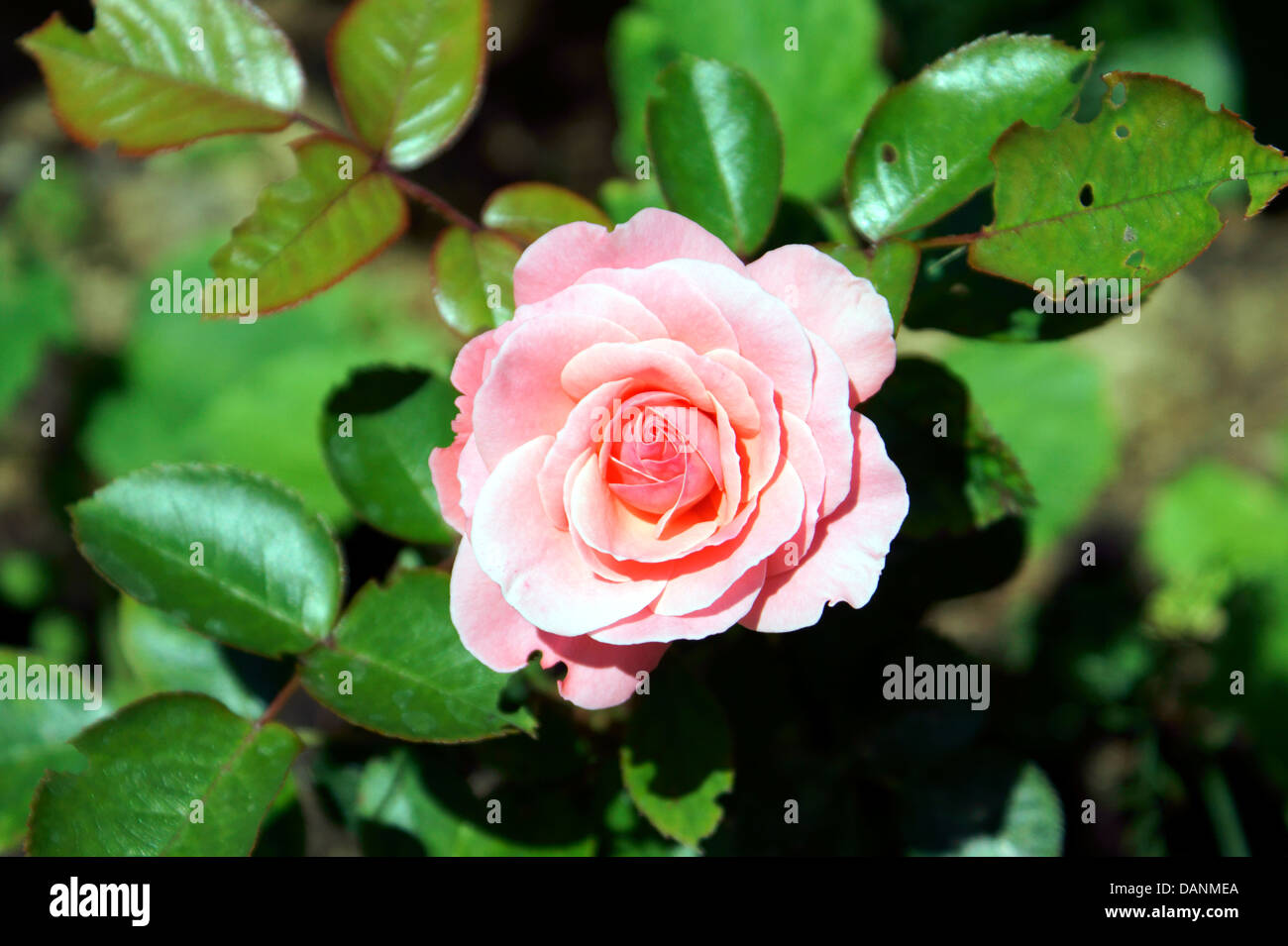 PINK ROSE BLOOMING IN THE SUN Stock Photo - Alamy