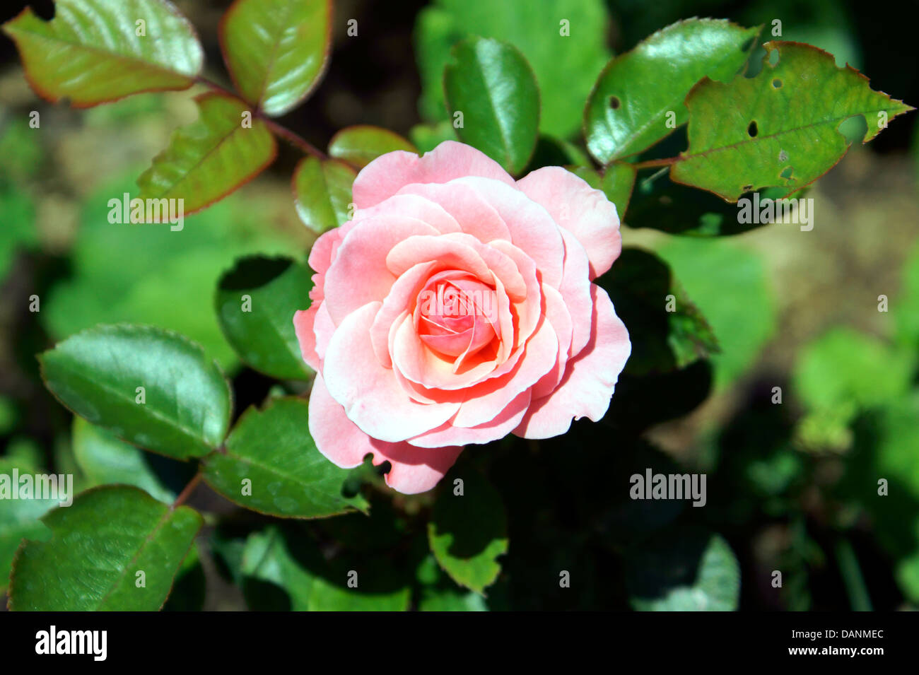 BEAUTIFUL PINK ROSE ENJOYING THE SUN Stock Photo - Alamy