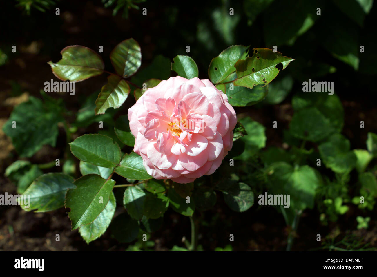 PINK ROSE IN THE SUN Stock Photo - Alamy