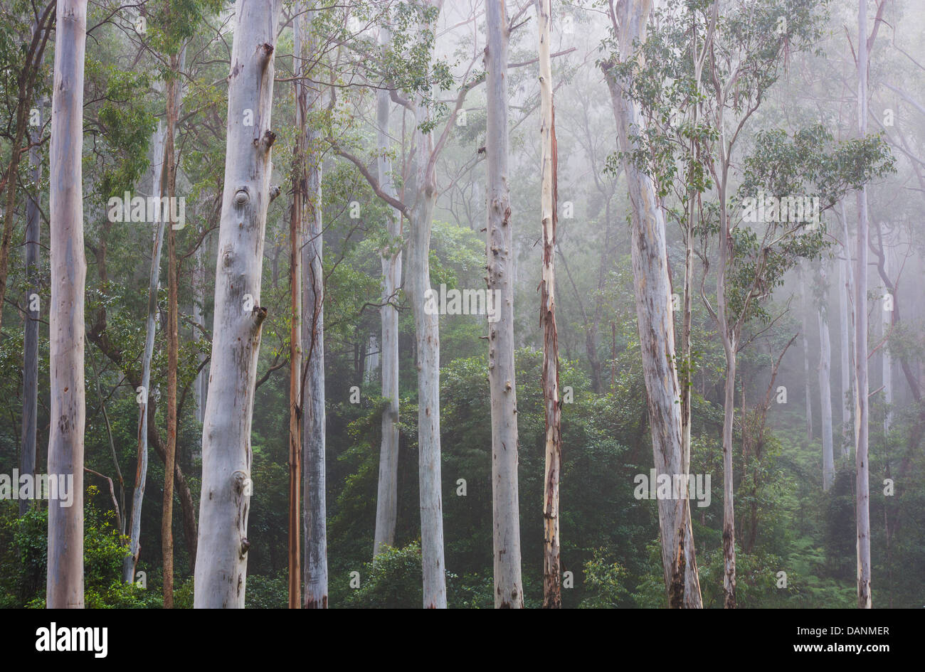 Eucalypt trees hi-res stock photography and images - Alamy