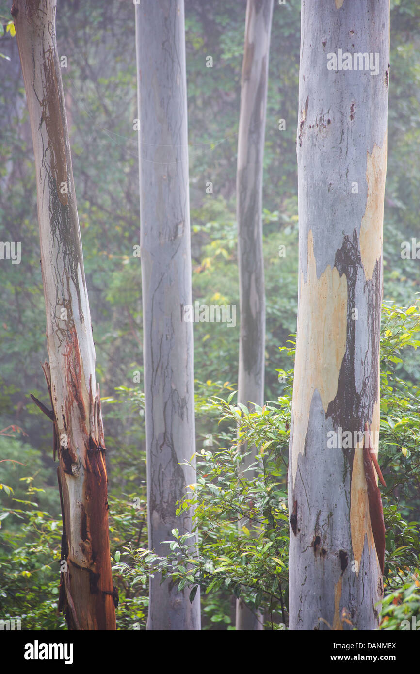 Moist eucalypt forest hi-res stock photography and images - Alamy
