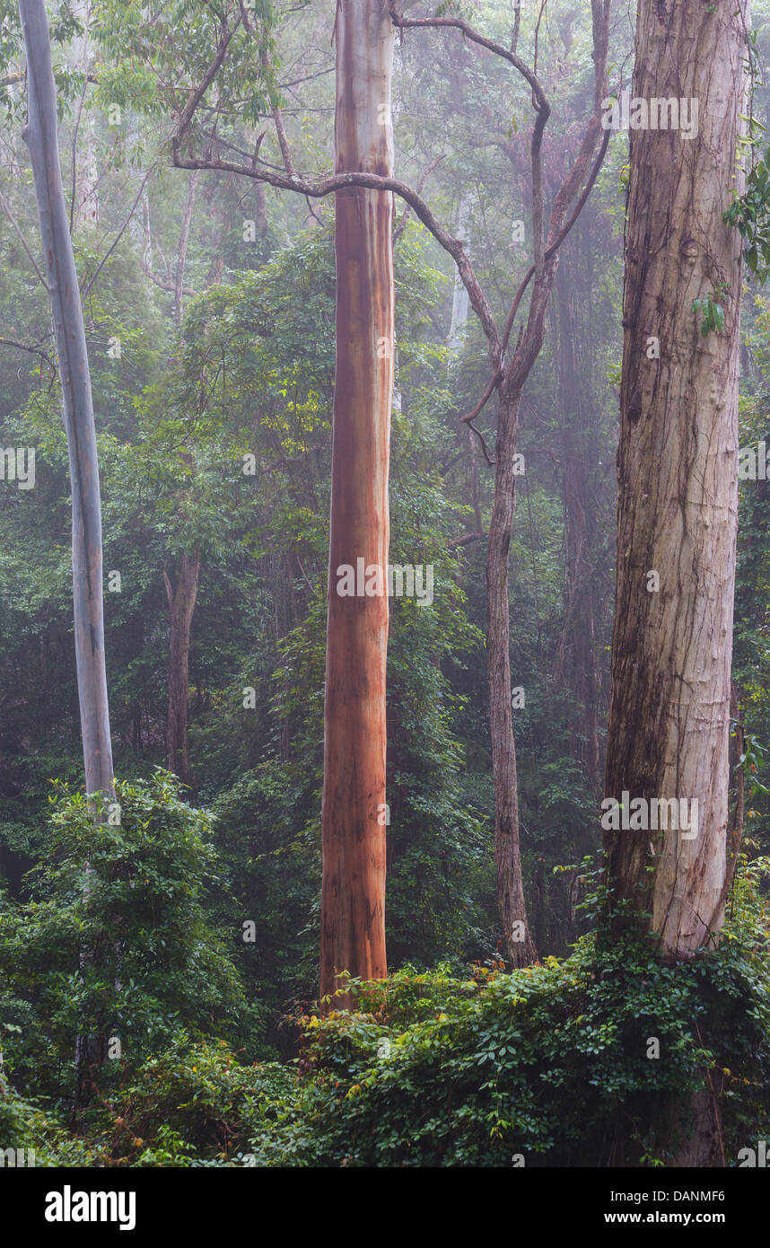 Tall moist eucalypt forest in early morning mist, Watagans National ...