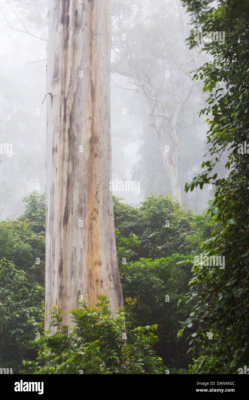 Tall moist eucalypt forest in hi-res stock photography and images - Alamy