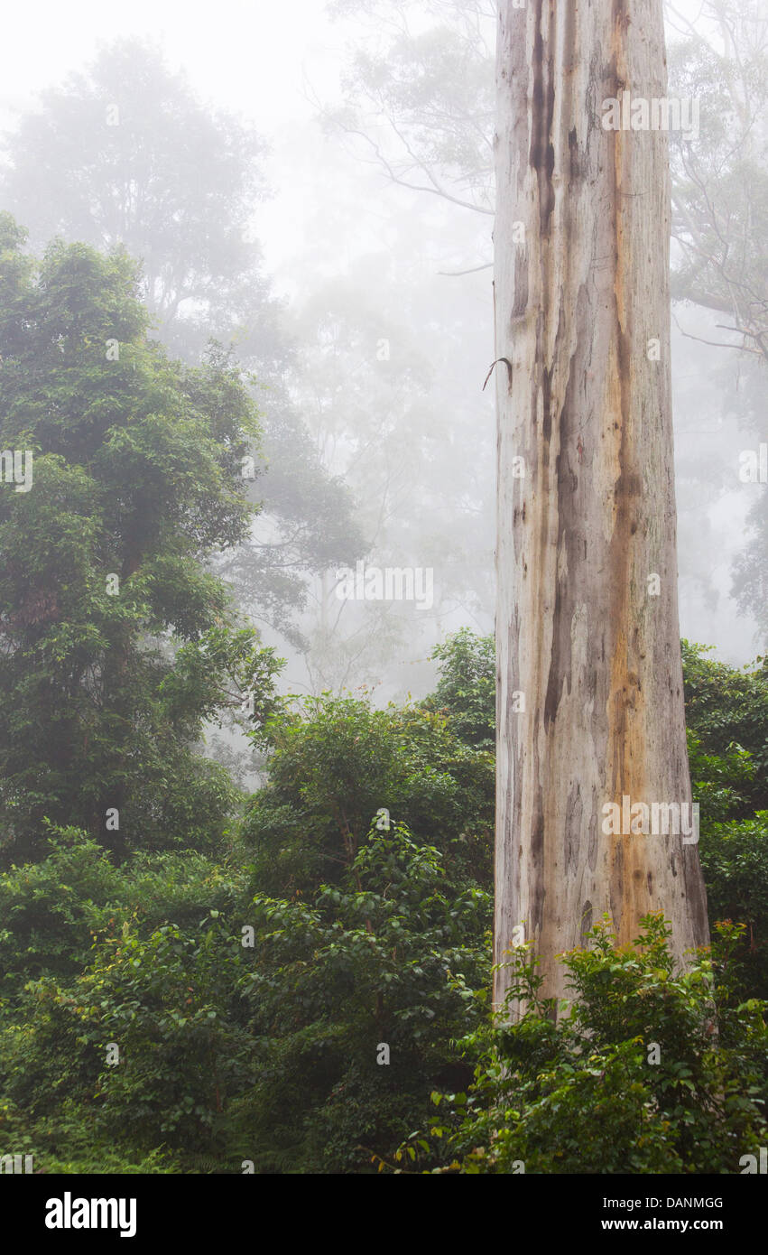 Tall moist eucalypt forest in early morning mist, Watagans National ...